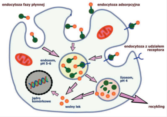 Systemy dostarczania leków w medycynie - Artykuły - Laboratoria.net